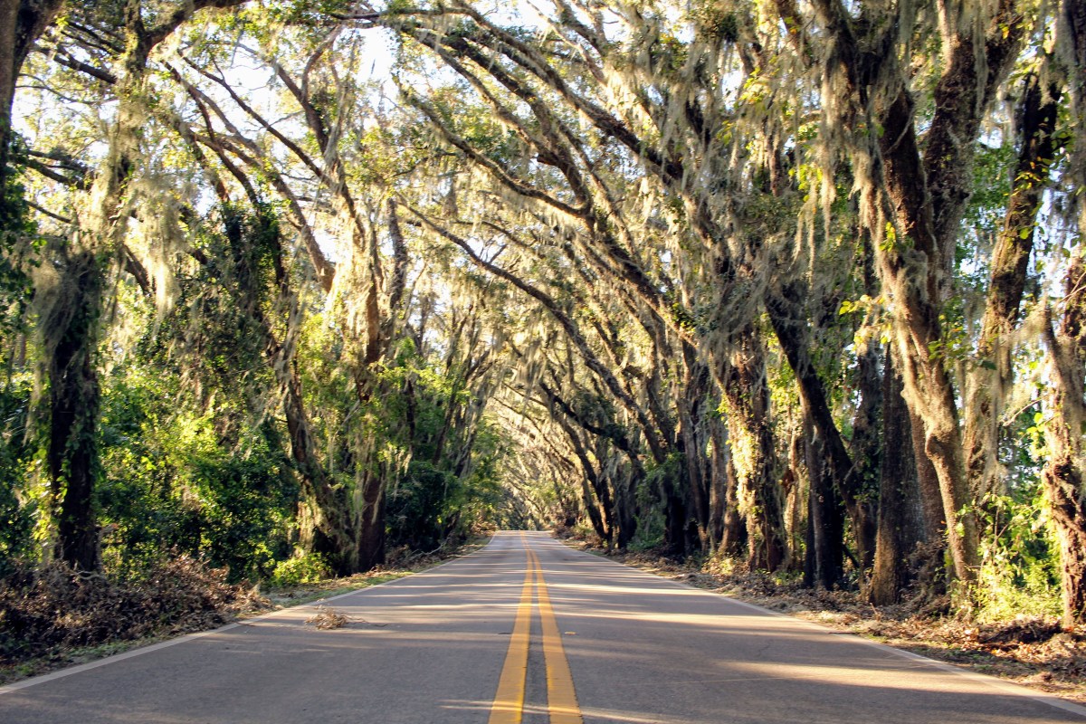 Canopy Roads – C.B. Crenshaw